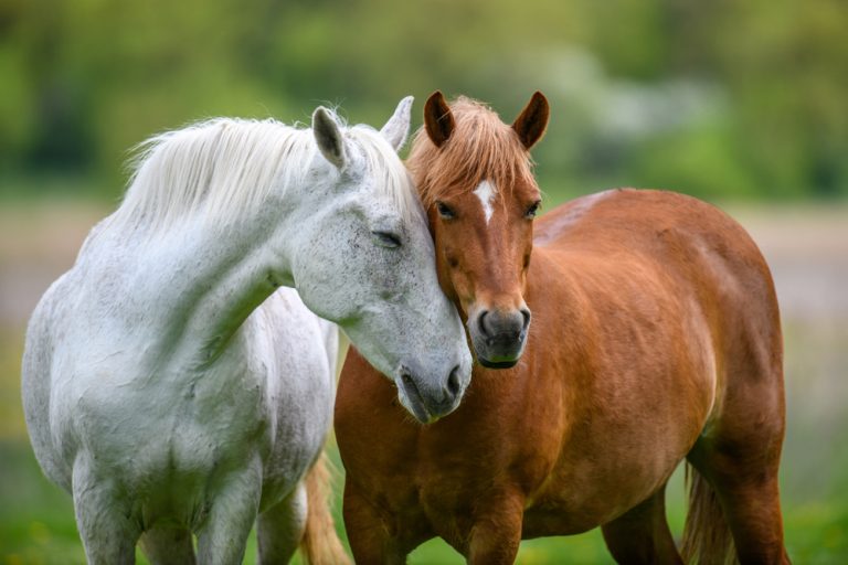 500+ Cute Horse Names - HorseNameIdeas.com