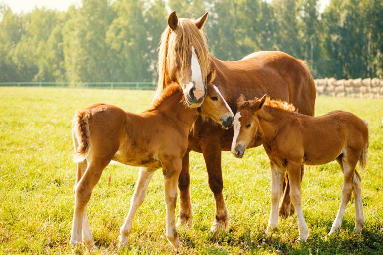 300+ Red Horse Names - HorseNameIdeas.com