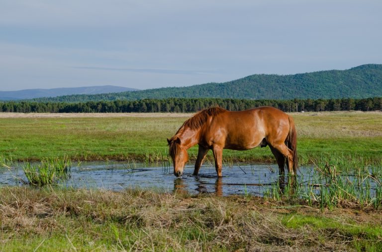 300+ Red Horse Names - HorseNameIdeas.com