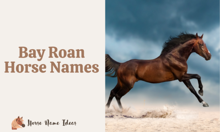 180 Bay Roan Horse Names - HorseNameIdeas.com