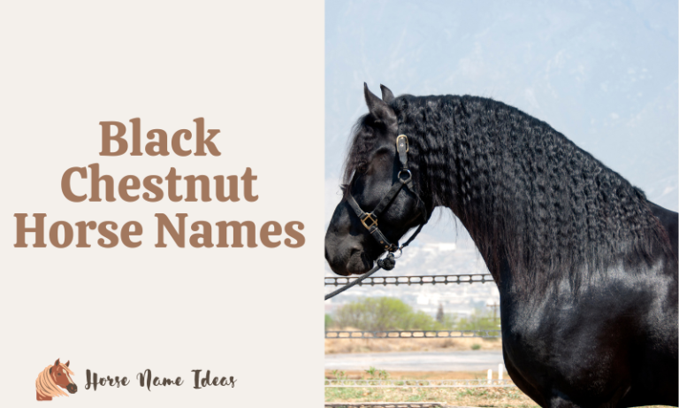 160 Black Chestnut Horse Names - HorseNameIdeas.com