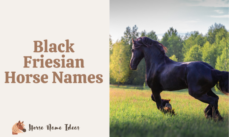 160 Black Friesian Horse Names - HorseNameIdeas.com