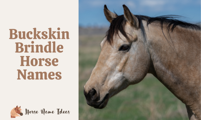 Welcome to Horse Name Ideas - Find Perfect Name for Your Horse!
