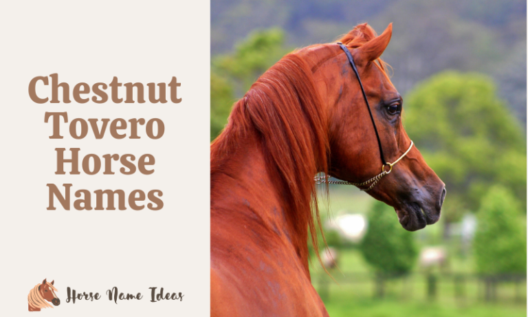 170+ Chestnut Tovero Horse Names - HorseNameIdeas.com
