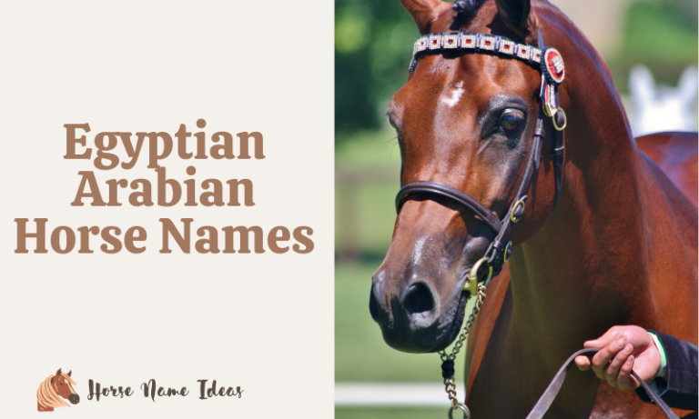 250 Egyptian Arabian Horse Names (With Meanings) - HorseNameIdeas.com