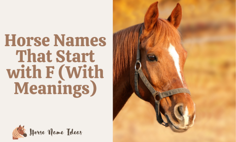 100 Horse Names That Start with F (With Meanings) - HorseNameIdeas.com
