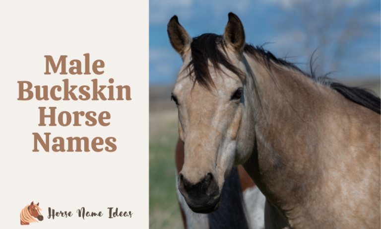 130+ Male Buckskin Horse Names - HorseNameIdeas.com
