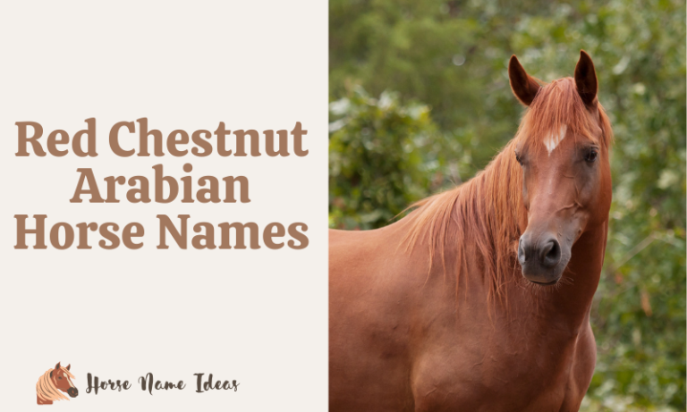 250 Red Chestnut Arabian Horse Names (With Meanings) - HorseNameIdeas.com