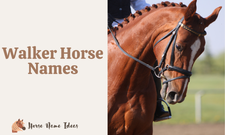 210 Walker Horse Names (with Meanings) - HorseNameIdeas.com