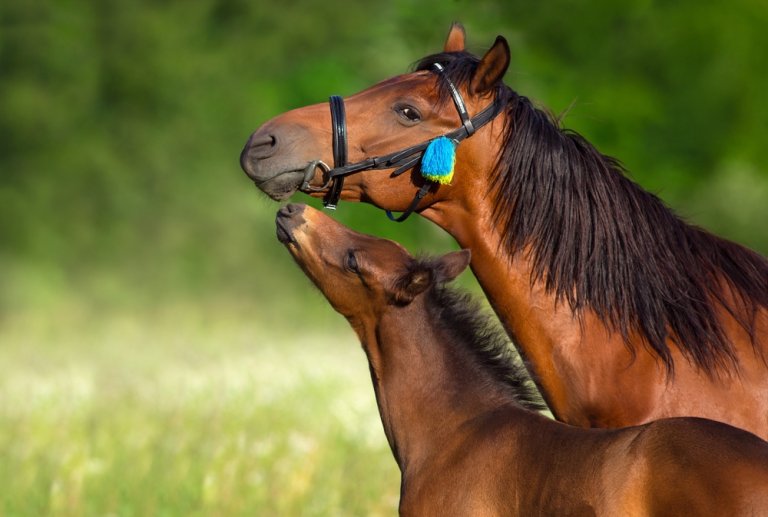 165 Horse Names for Bay Mares - HorseNameIdeas.com