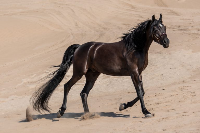 205 Black Arabian Horse Names - HorseNameIdeas.com