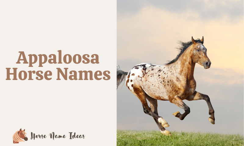 250 Appaloosa Horse Names With Meanings HorseNameIdeas