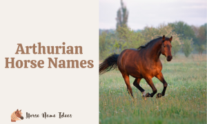 250 Arthurian Horse Names (With Meanings) - HorseNameIdeas.com