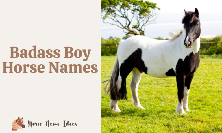 250 Badass Boy Horse Names (With Meanings) - HorseNameIdeas.com