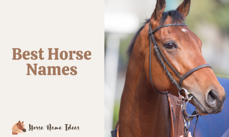 500 Best Horse Names (With Meanings) - HorseNameIdeas.com