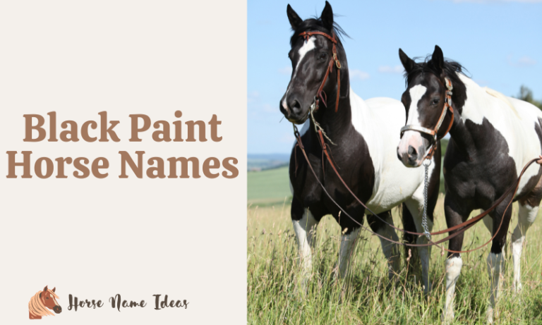 250 Black Paint Horse Names (With Meanings) - HorseNameIdeas.com