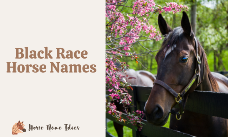 250 Black Race Horse Names (With Meanings) - HorseNameIdeas.com