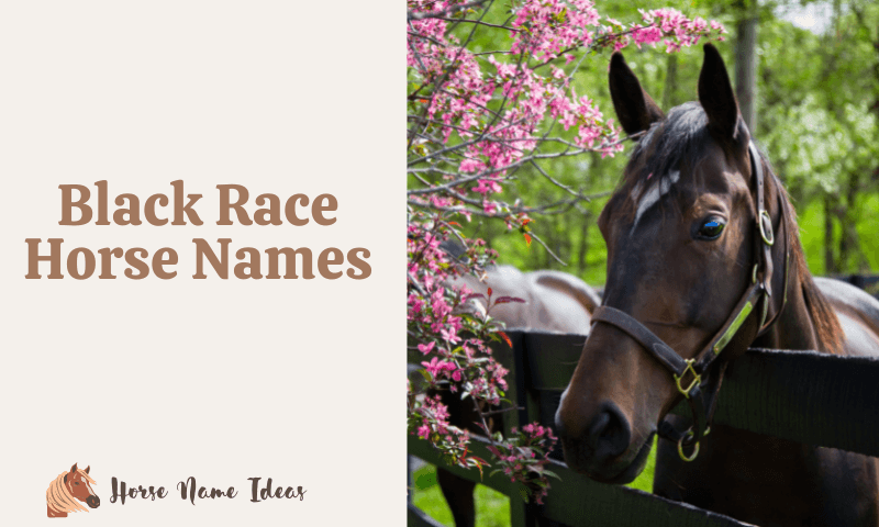 250 Black Race Horse Names (With Meanings) - HorseNameIdeas.com