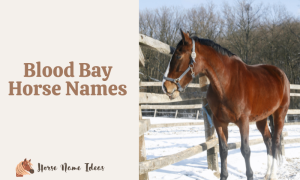 250 Blood Bay Horse Names (With Meanings) - HorseNameIdeas.com