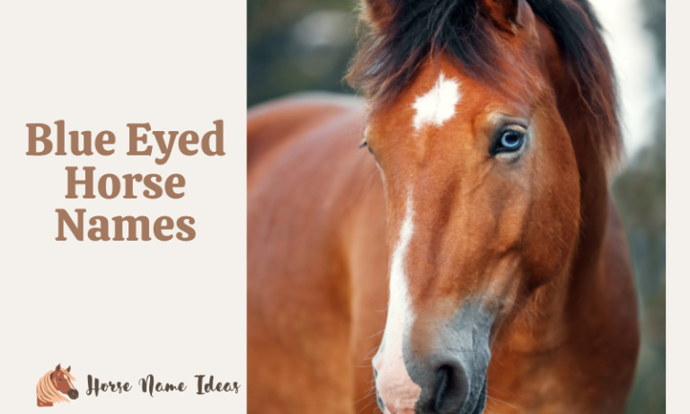 250 Blue Eyed Horse Names (With Meanings) - HorseNameIdeas.com