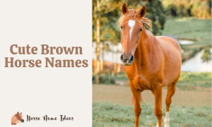 250 Cute Brown Horse Names (With Meanings) - HorseNameIdeas.com
