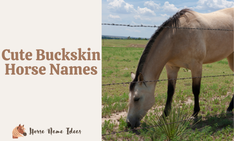 250 Cute Buckskin Horse Names (With Meanings) - HorseNameIdeas.com
