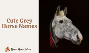 250 Cute Grey Horse Names (With Meanings) - HorseNameIdeas.com