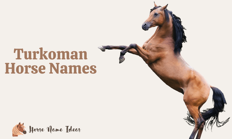 250 Turkoman Horse Names (With Meanings) - HorseNameIdeas.com