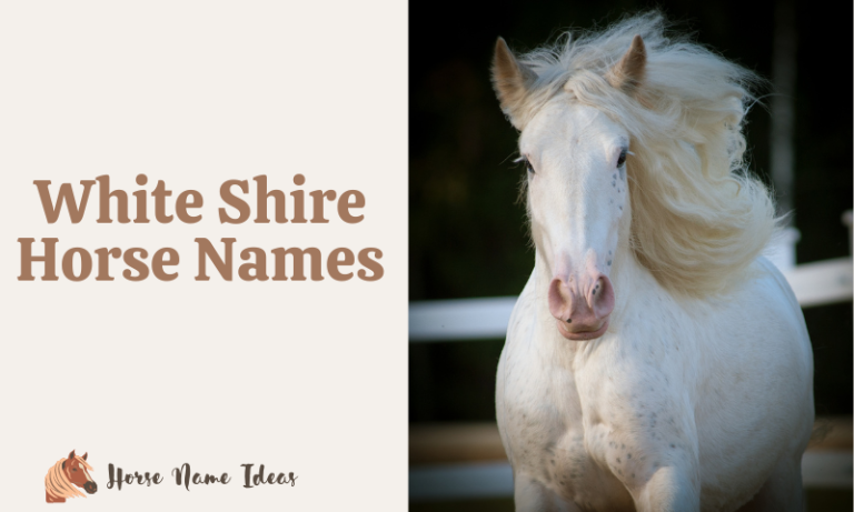250 White Shire Horse Names (With Meanings) - HorseNameIdeas.com