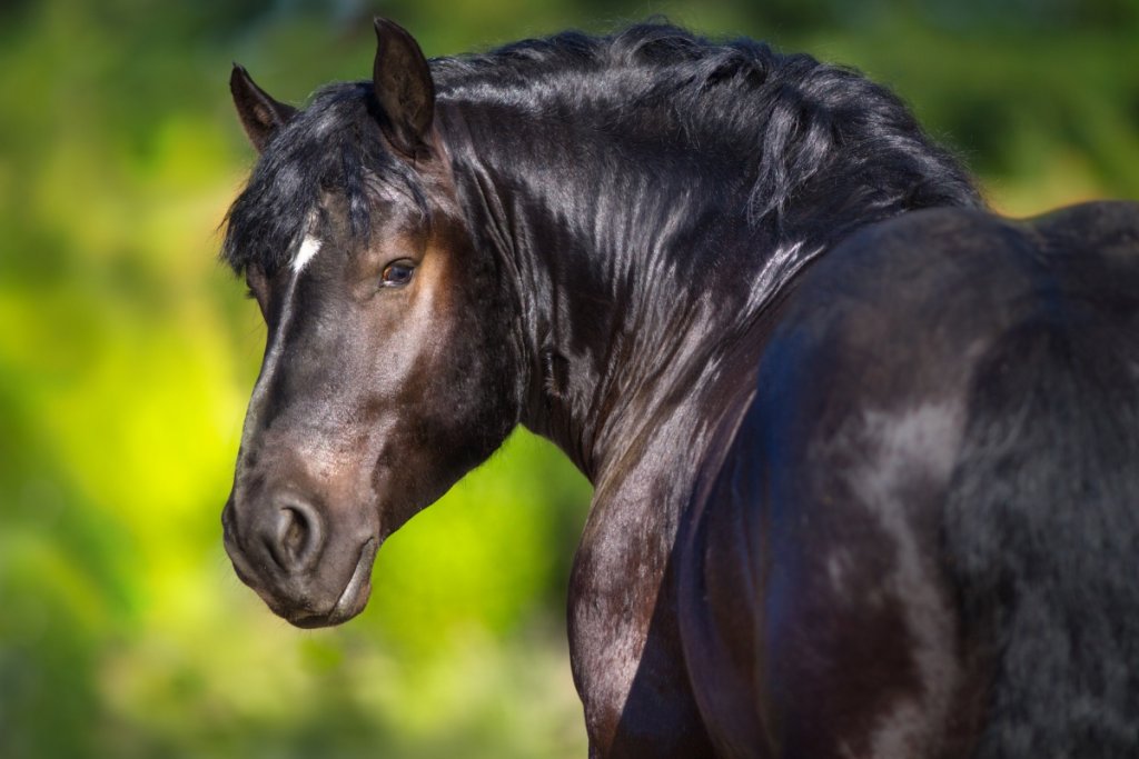 Best Draft Horse: Top Picks for Power and Performance - HorseNameIdeas.com