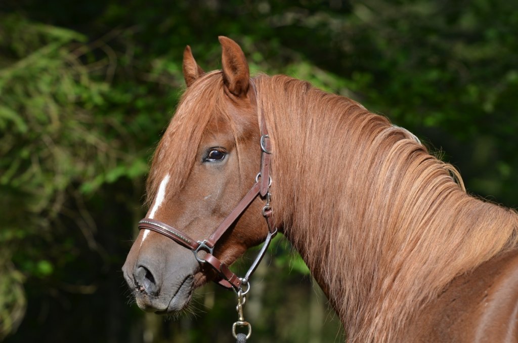 What is a Morgan Horse? Comprehensive Breed Guide - HorseNameIdeas.com