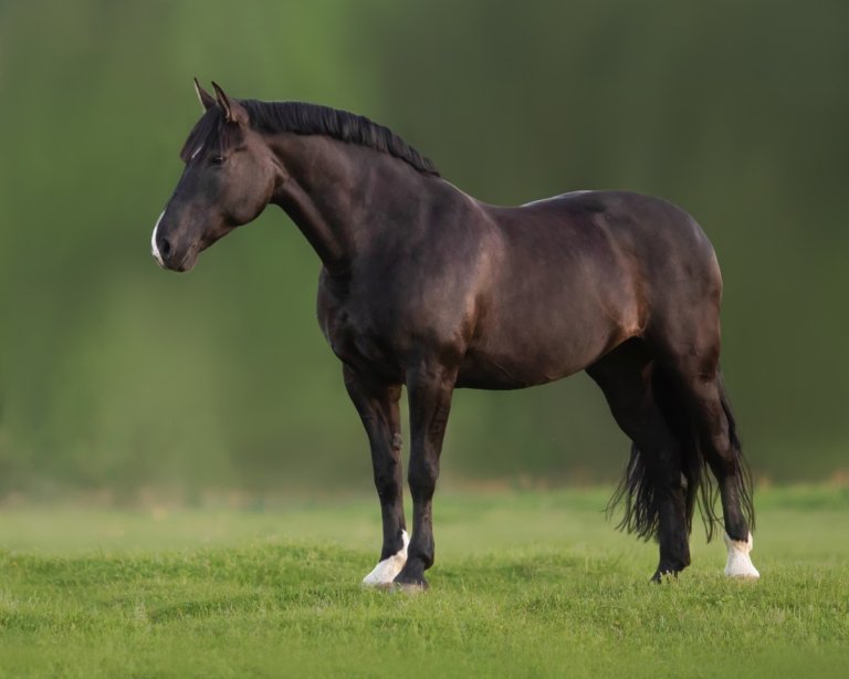 What is a Draft Horse: Comprehensive Guide to The Mighty Breed ...