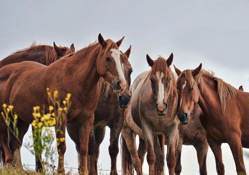 What is a Mustang Horse: Comprehensive Guide on the Wild Breed ...