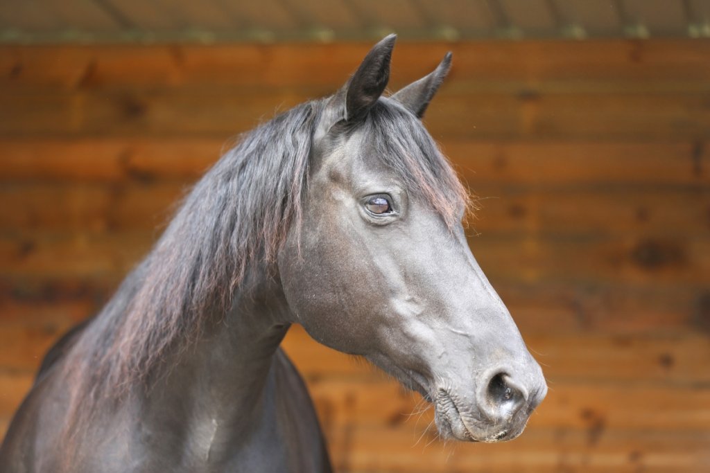 What is a Morgan Horse? Comprehensive Breed Guide - HorseNameIdeas.com