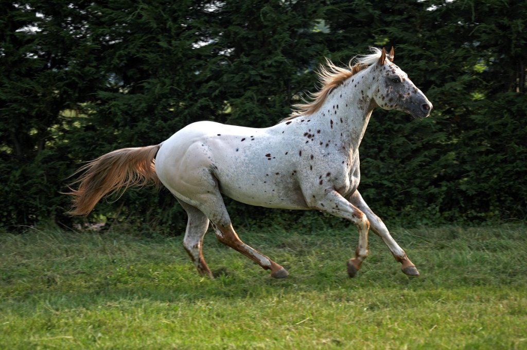 How Much Does an Appaloosa Horse Cost: Comprehensive Guide ...