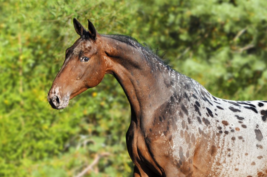 How Much Does an Appaloosa Horse Cost: Comprehensive Guide ...