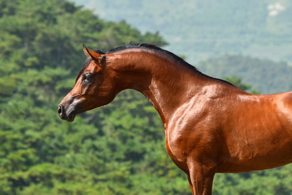 Arabian Horse Types: Comprehensive Guide for Enthusiasts ...