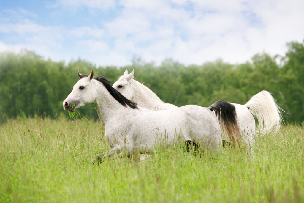 How Far Can an Arabian Horse Run: In-Depth Guide - HorseNameIdeas.com