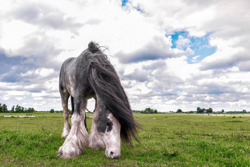 How Much is a Dutch Draft Horse: Comprehensive Price Guide ...