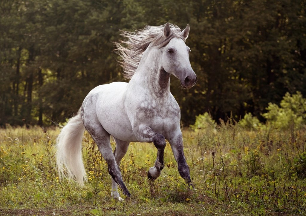 What is an Andalusian Horse: Comprehensive Guide - HorseNameIdeas.com