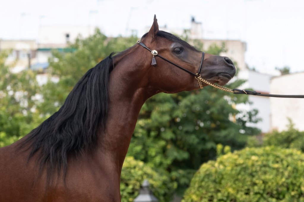 Best Arabian Horse: In-Depth Guide to Breed, Traits, and Care ...