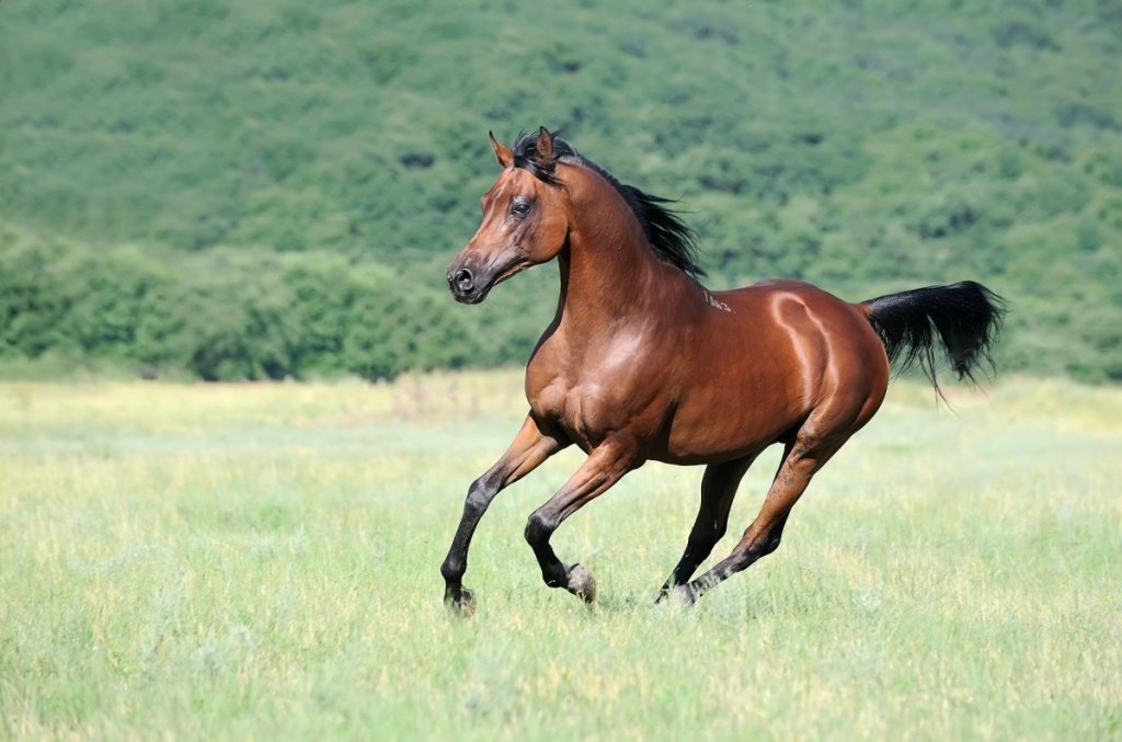 Mustang vs Arabian Horse: Unveiling Key Differences History and Origin ...