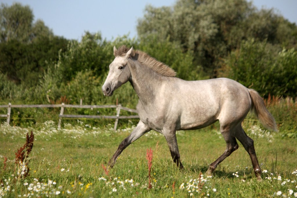 Andalusian vs Arabian Horse: In-Depth Comparison Guide - HorseNameIdeas.com