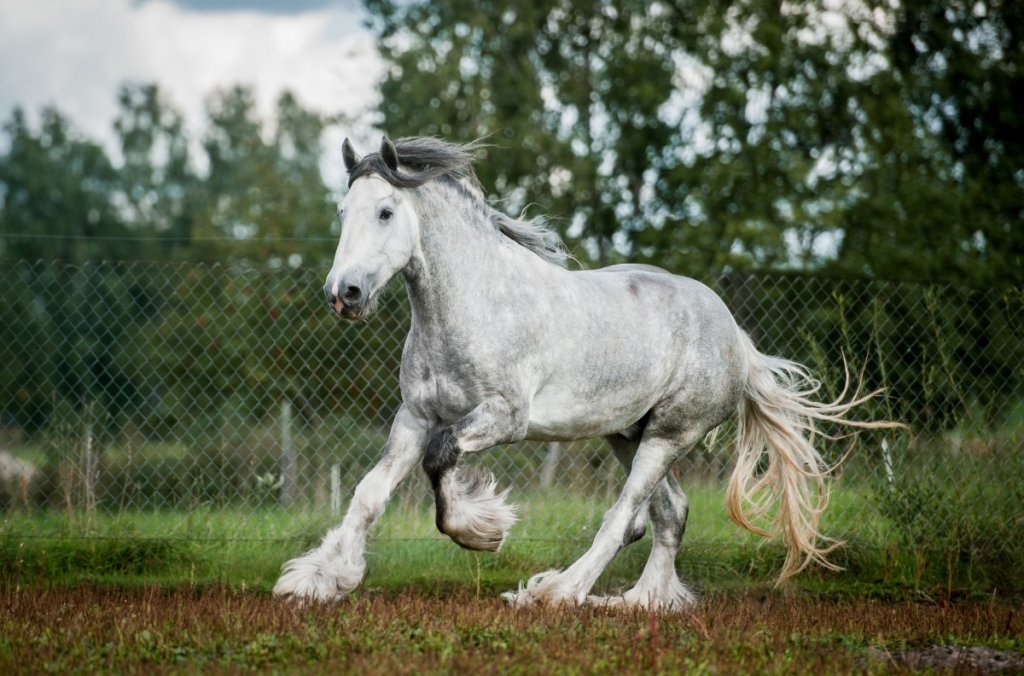 How Much Weight Can a Shire Horse Carry: Comprehensive Guide ...