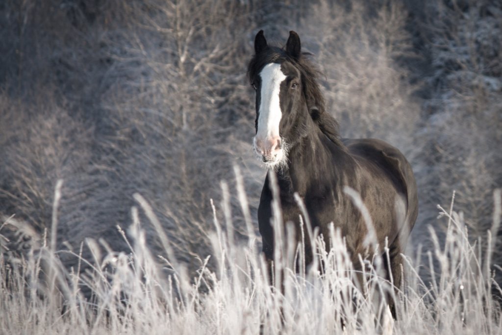 Where Did the Shire Horse Originate: A Detailed Exploration ...