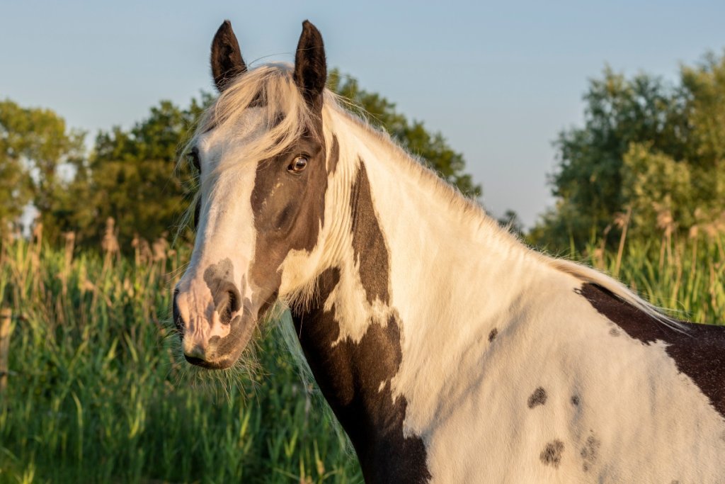 Is a Gypsy Vanner a Draft Horse: A Detailed Analysis - HorseNameIdeas.com