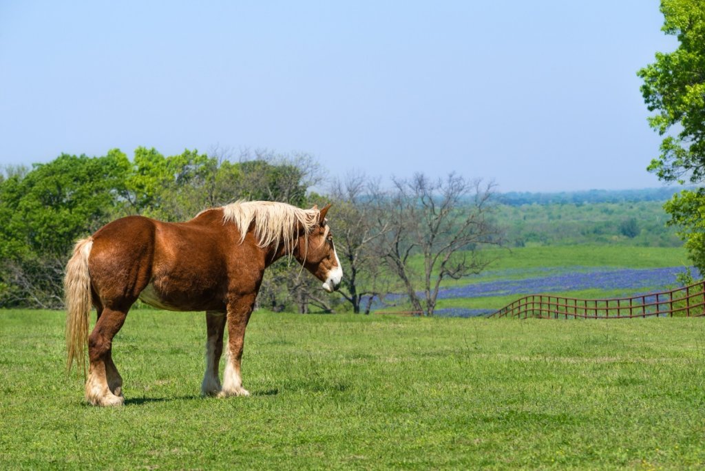 How Tall Is a Draft Horse: Unveiling the Majestic Size - HorseNameIdeas.com