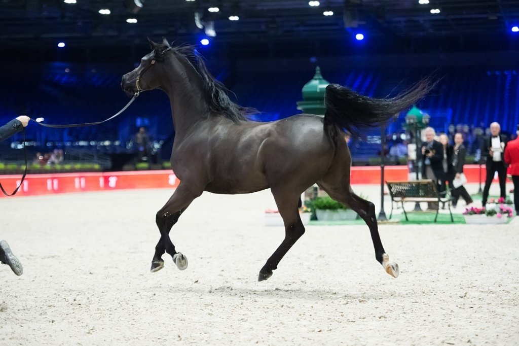 Best Arabian Horse: In-Depth Guide to Breed, Traits, and Care ...