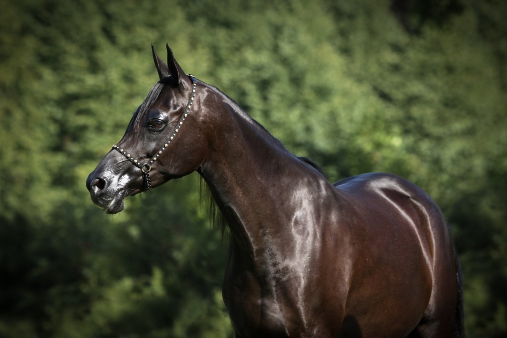 How Much Is a Black Arabian Horse: Comprehensive Price Guide ...