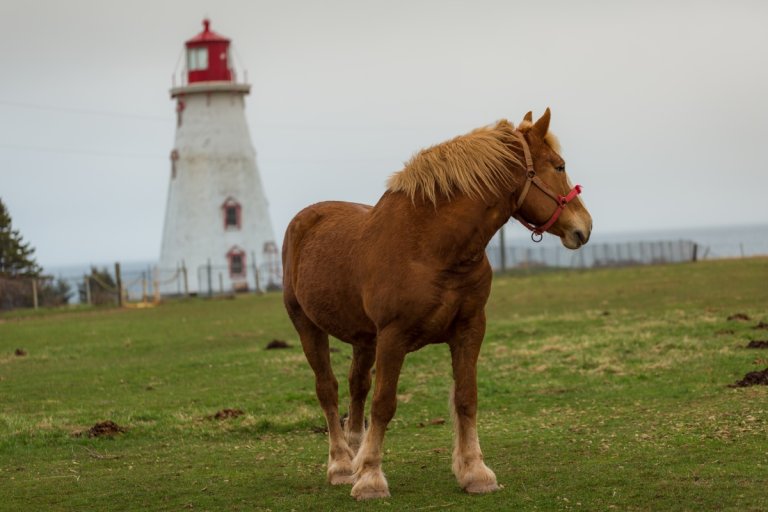 What is a Draft Horse: Comprehensive Guide to The Mighty Breed ...